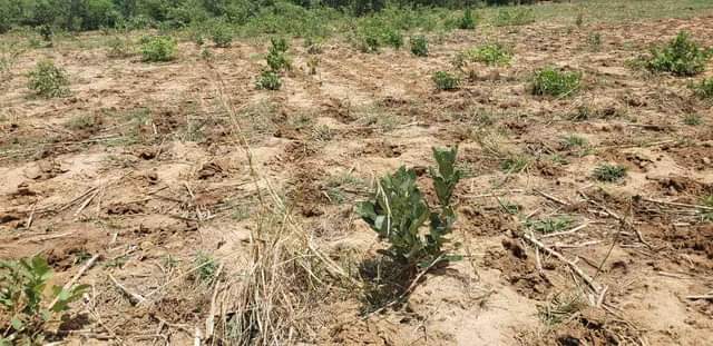 Traditional Land for Sale in Zambia 2024