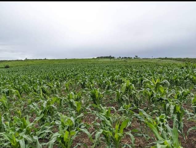 Rwanda Ibibanza | Ibibanza Bigurishwa 2024