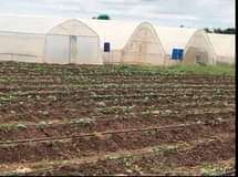 Fowl Run Services in Zimbabwe: Chicken Fowl Run Designs